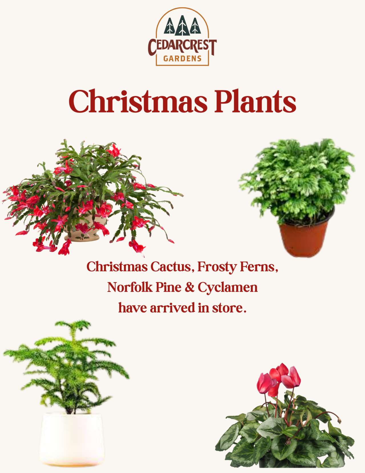 Cedarcrest Gardens | Saint John's Largest Selection Of Plants!